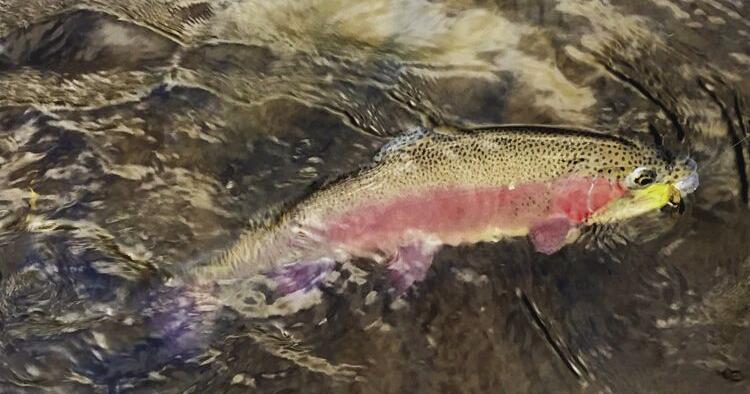 Vermont state-recognized tribal citizen hunting, fishing licenses ...