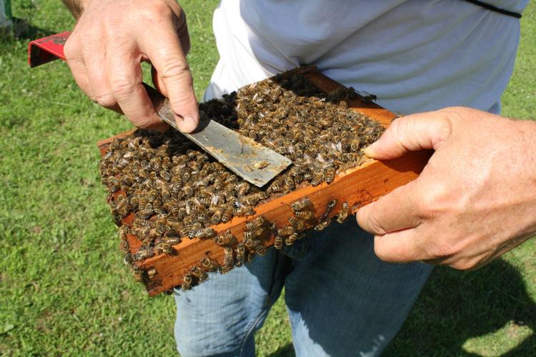 Local beekeepers catch queens for famed St. Albans beekeeper Mike ...