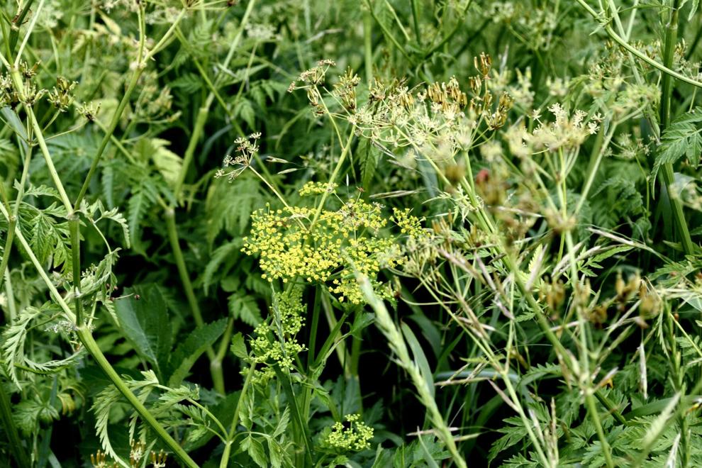 Five things to know: Poison Parsnip and how to avoid It in Vermont ...