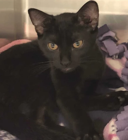 Starshine ~ A tiny kitty | | samessenger.com