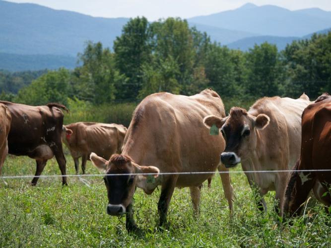 Locals, officials discuss ‘new normal’ in recovery forum | Local News ...