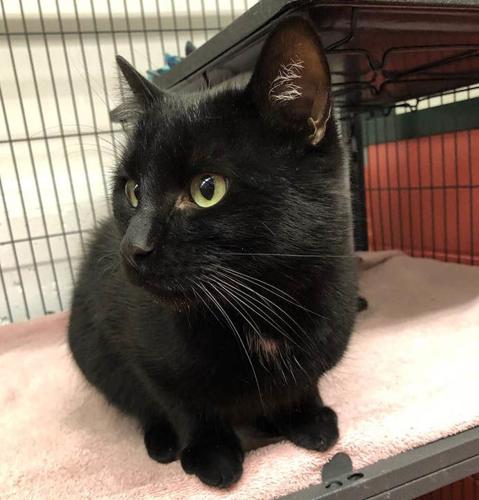 Sully ~ A friendly guy | | samessenger.com