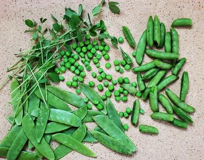 growing peas