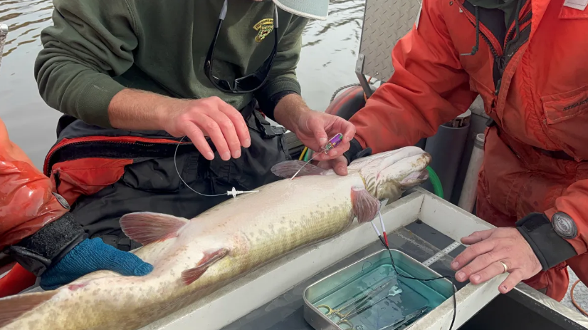 Radio tags let scientists monitor fish in Missisquoi River | Local News ...