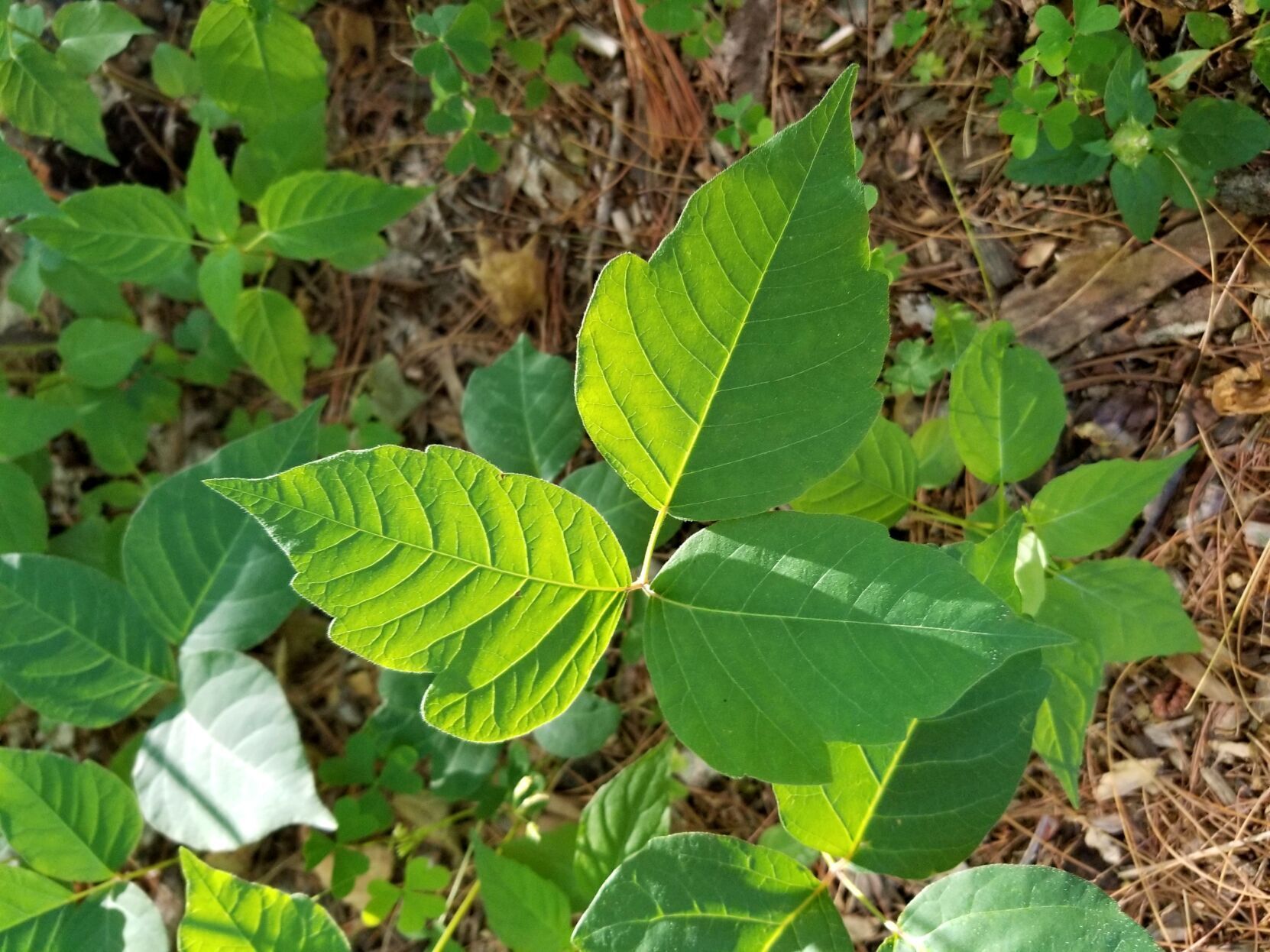 How to identify poison ivy in your backyard or in the woods — Saint Albans Messenger | Vermont ...