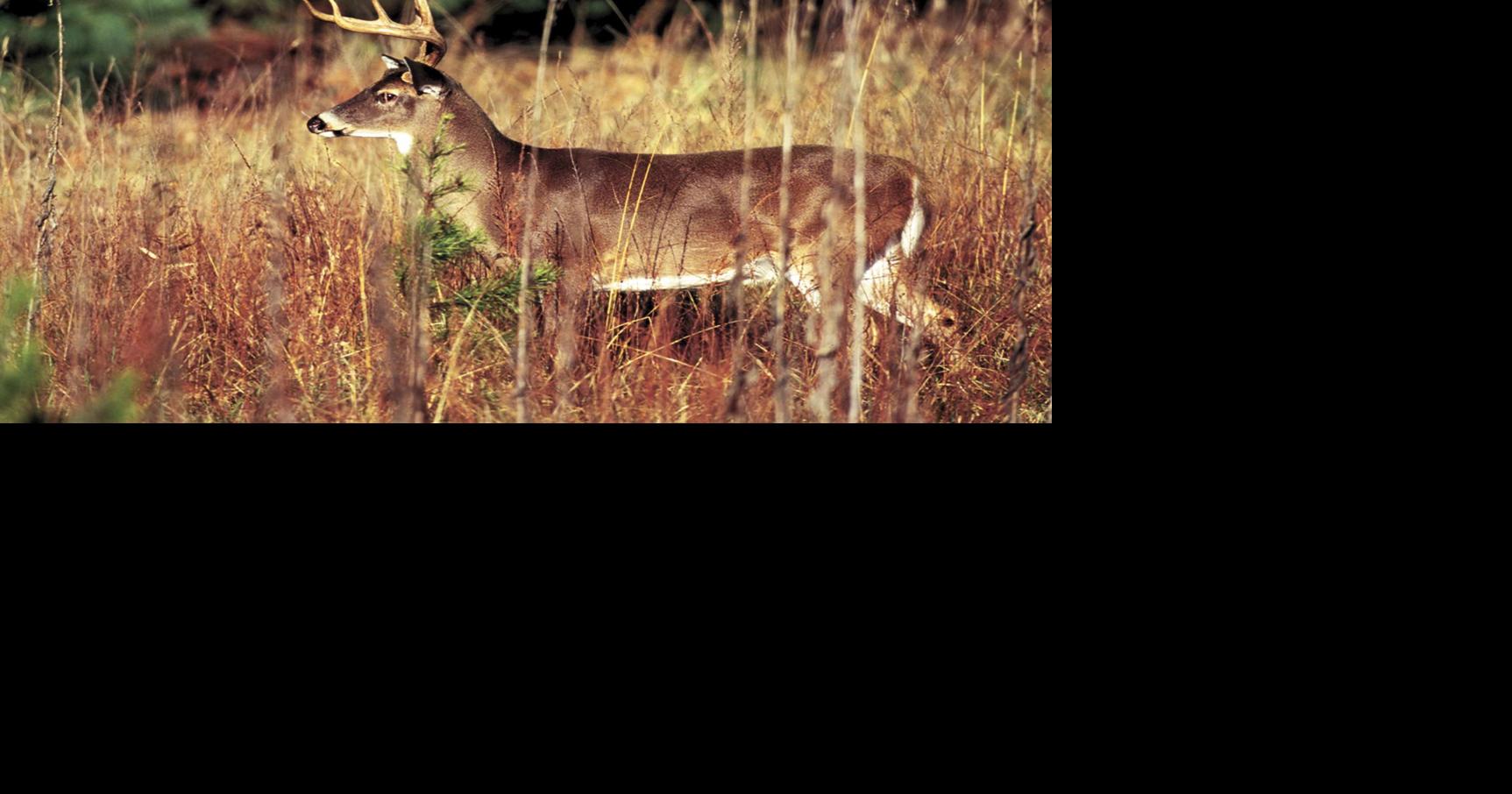 Vermont hunters urged to help keep deer healthy | Sports | samessenger.com
