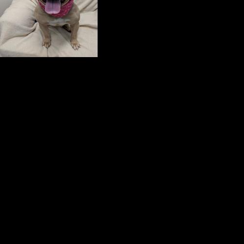 Foxy ~ A goofy gal | | samessenger.com