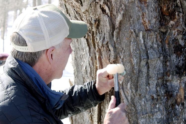 GALLERY: 2023 Ceremonial Tree Tapping at Connor Maple Farm ...