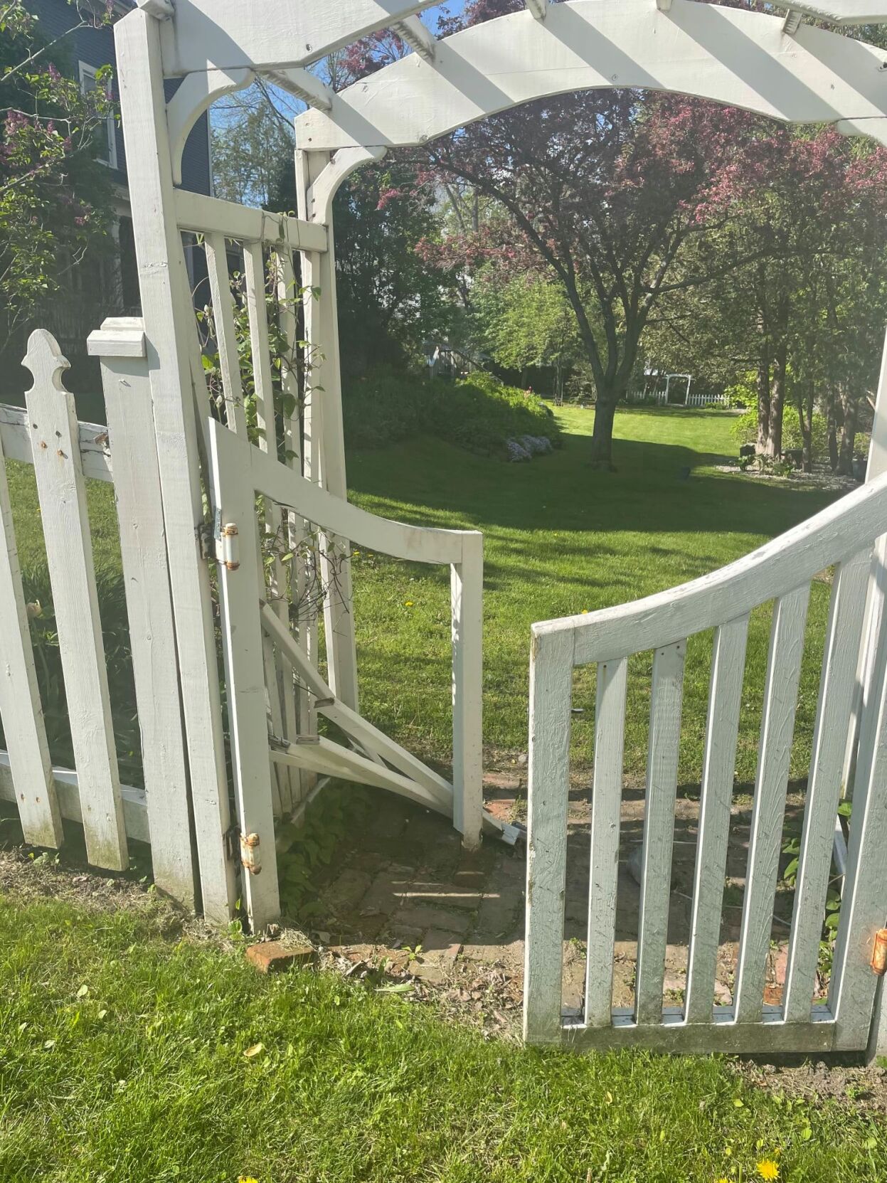 Bear sighted in St. Albans, destroys property | Local News ...