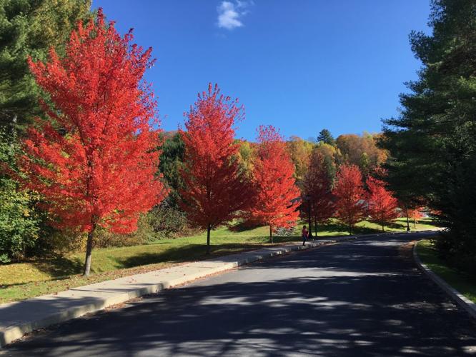 How to protect tree roots, according to a UVM Extension Master Gardener ...