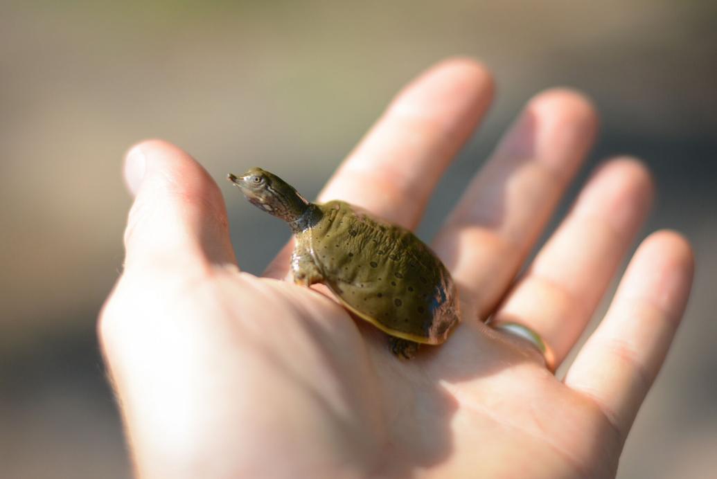 Annual spiny softshell turtle cleanup in Vermont | Things To Do ...