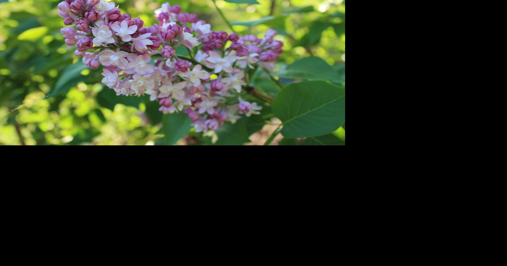 Tips on photographing your garden from a UVM Extension Master Gardener ...