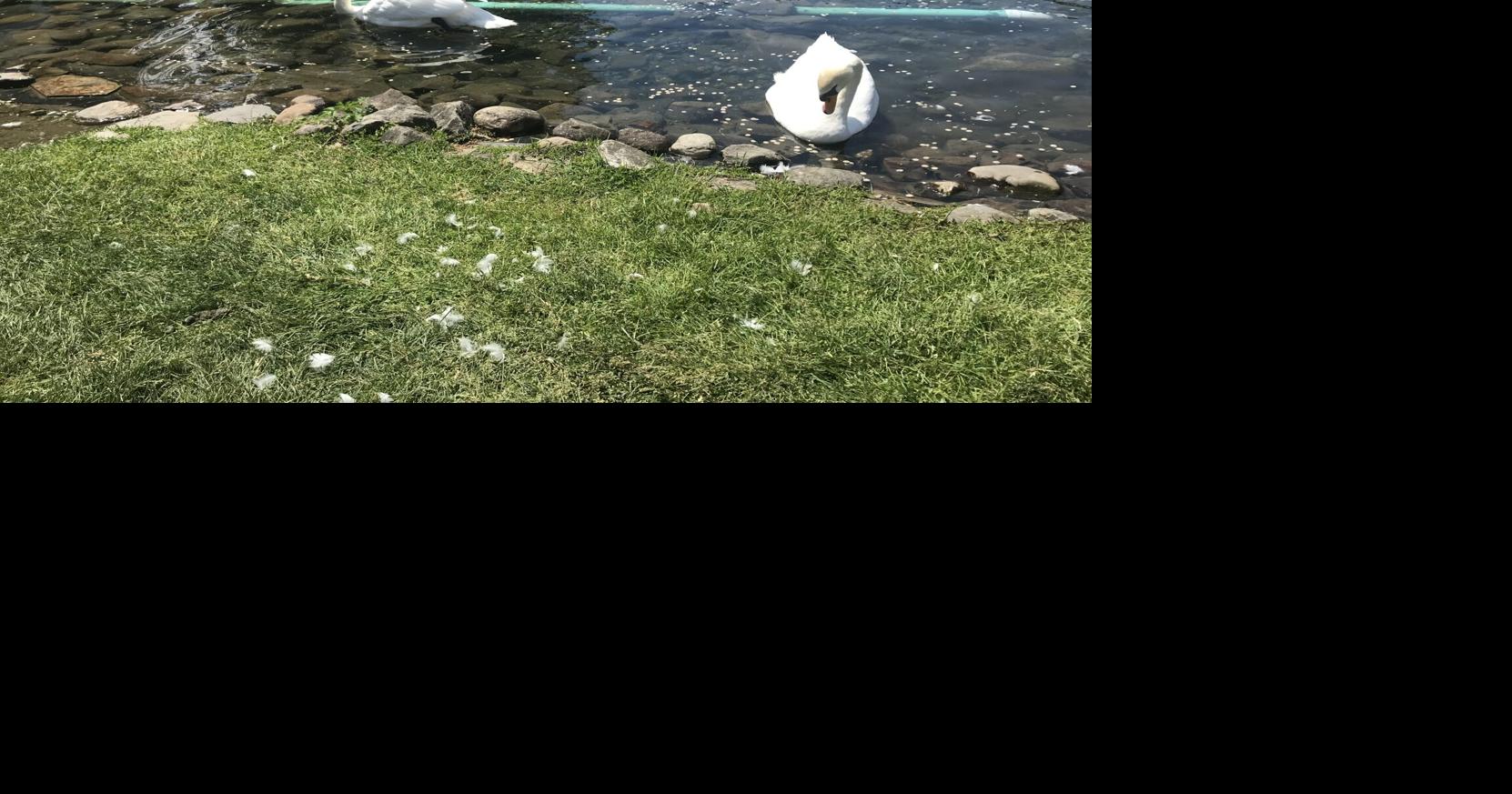 Swans, heroes and taxes; Some news out of Swanton | Local News ...