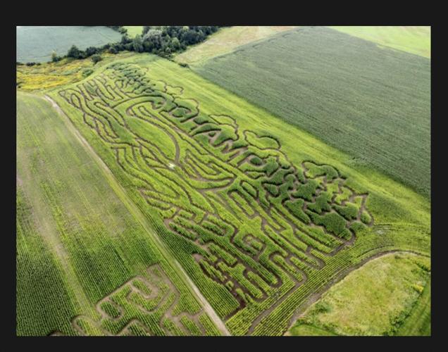 corn maze aerial