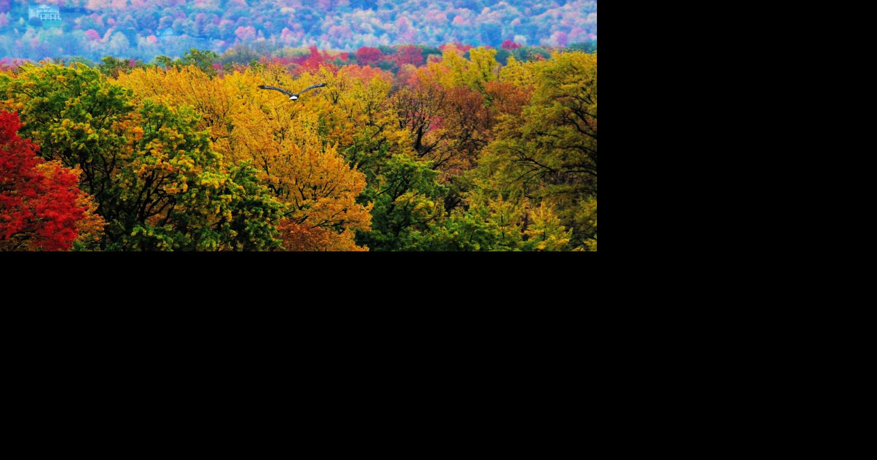PHOTO: Bald eagle flies through the fall foliage in St. Albans | Things ...
