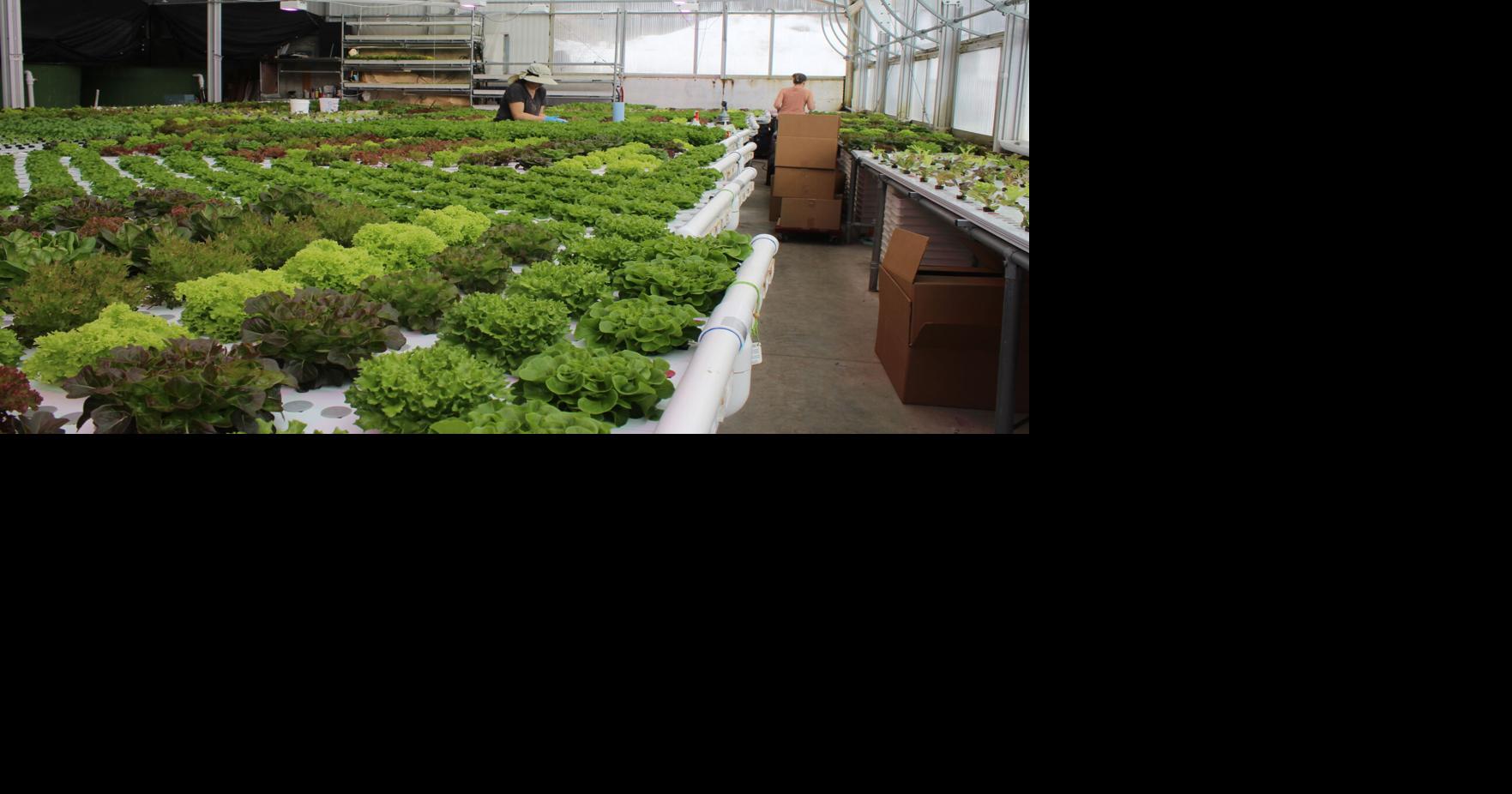 Franklin County’s unique farms: Inside Enosburg’s Finn & Roots | Local ...