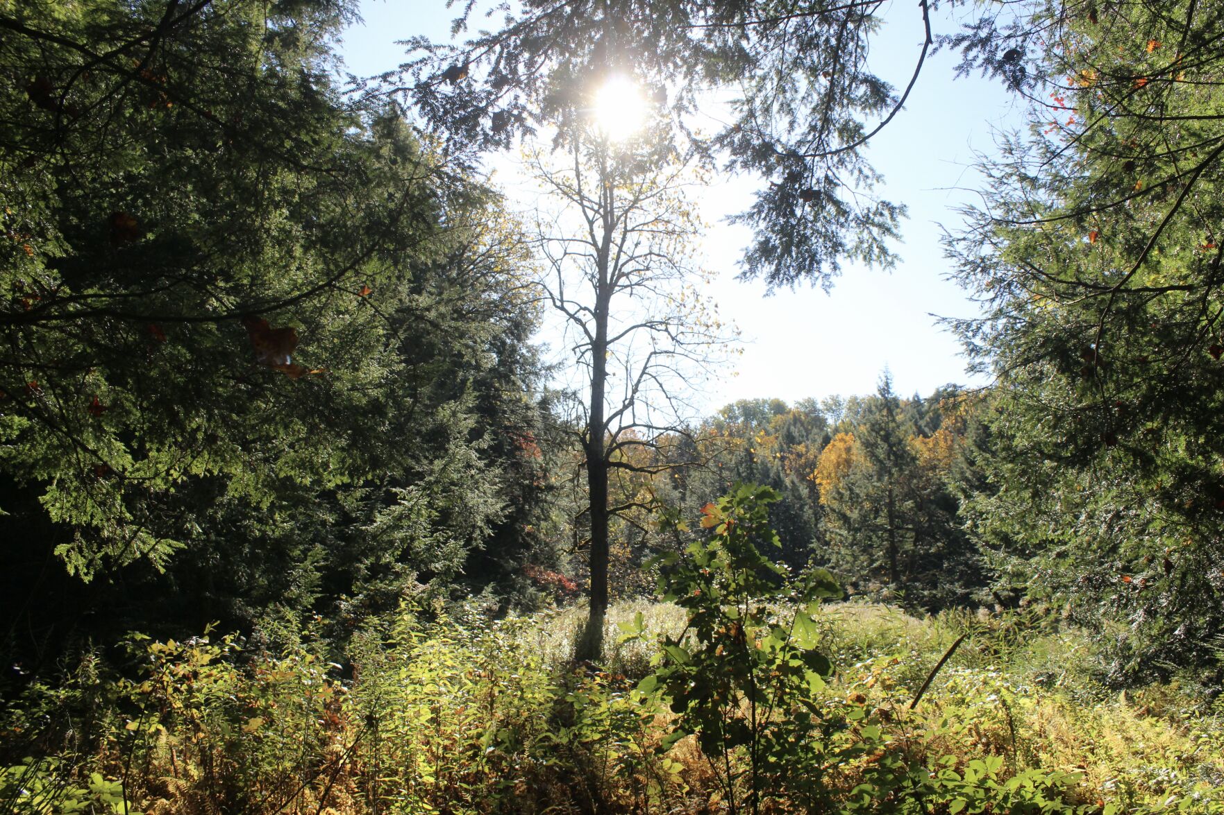 Free wildlife habitat assessments offered in Franklin County | Local ...