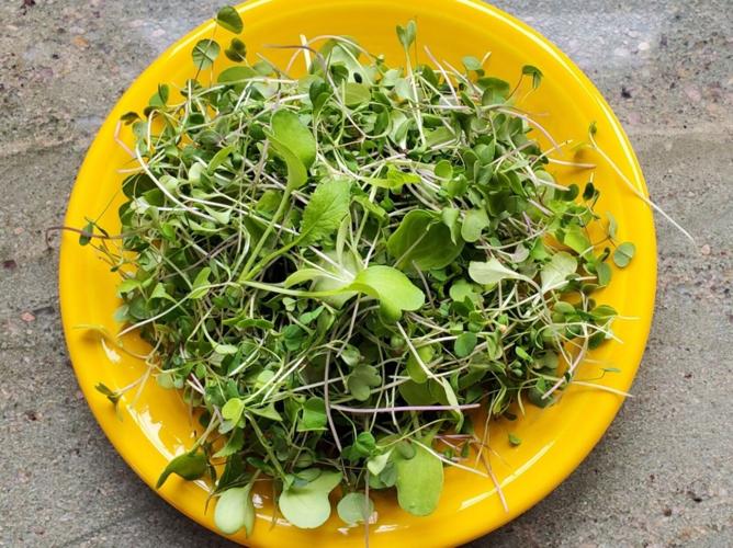 How to brighten the winter by growing your own microgreens | Opinion ...