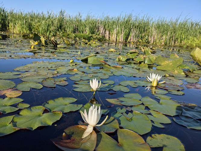 Outdoors with Ruthie: Join us in the Fairfield Swamp Wildlife Area for ...