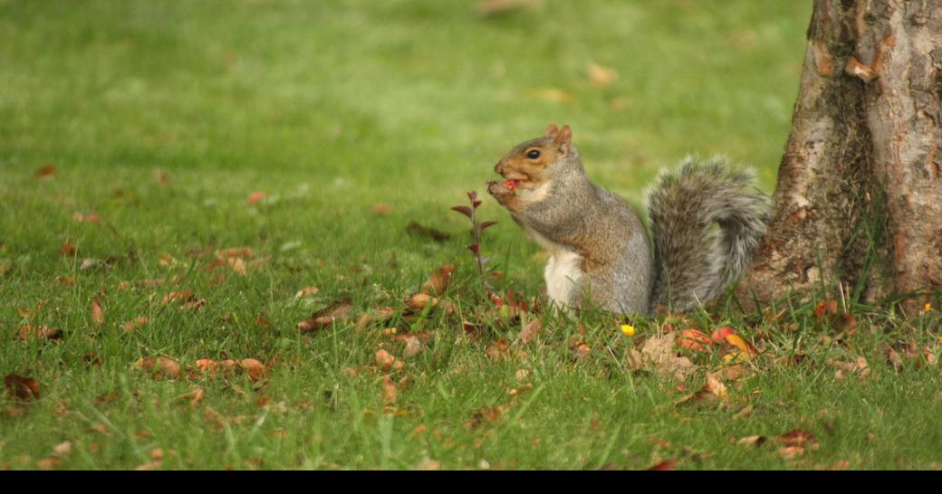Airborne critters drive utilities nuts | Local News | samessenger.com