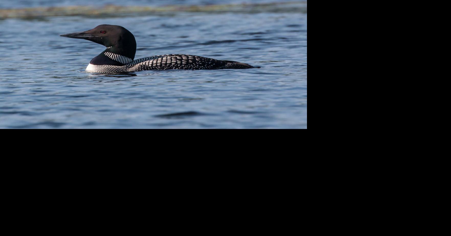 6 things to know: How you can protect nesting loons and loon chicks in ...
