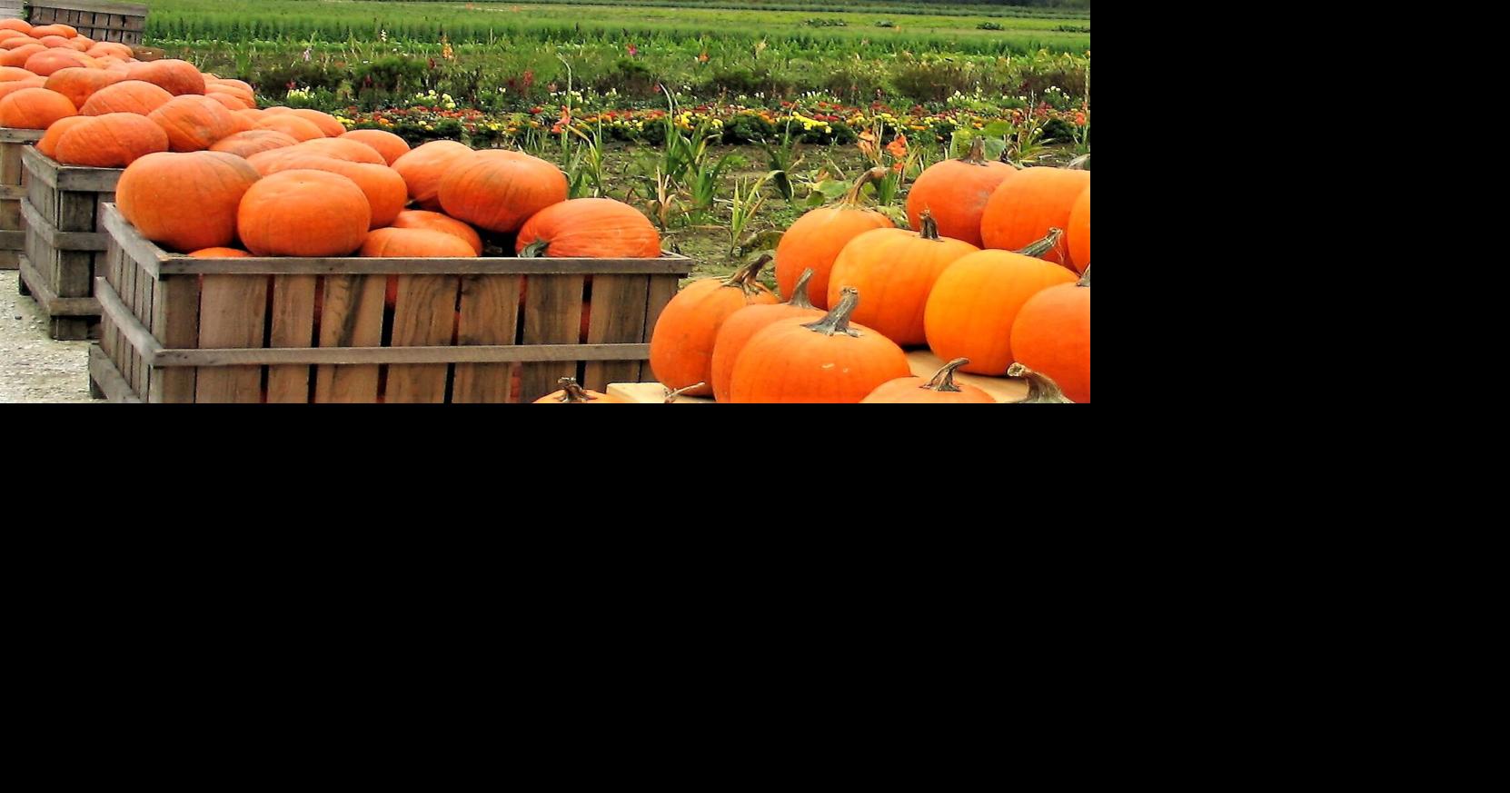 Everything you need to know about pumpkins, from a UVM Extension ...