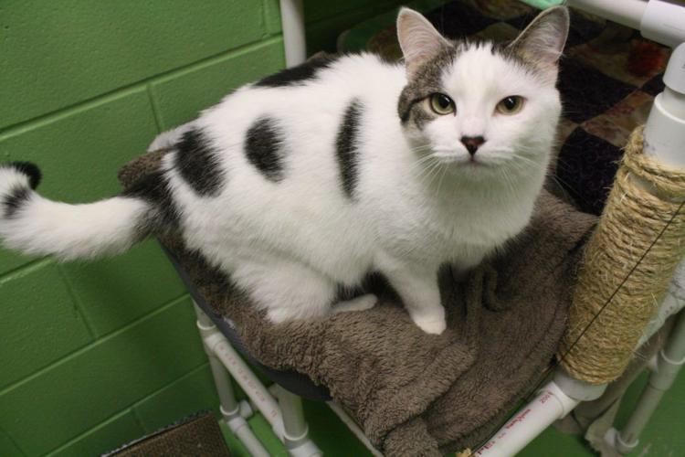 Tuddle ~ A lover of tennis balls | | samessenger.com