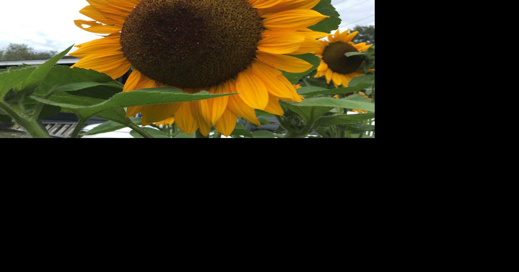 The joy of sunflowers, from a UVM Extension Gardener | Opinion ...