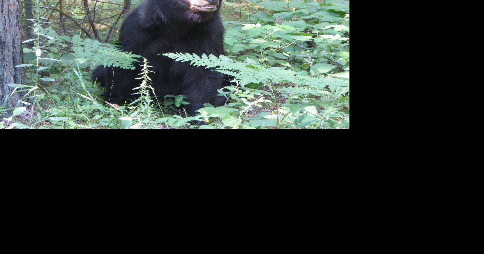 Bear hunting in Vermont to get underway next month | Local News ...