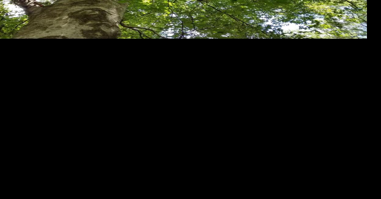 GARDEN GUIDE: Beeches: Indicator trees of biodiversity | Archives ...