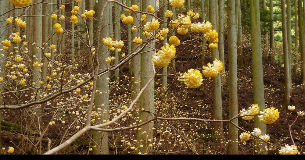 GARDEN GUIDE: What is a paperbush plant? | Archives | sanfordherald.com