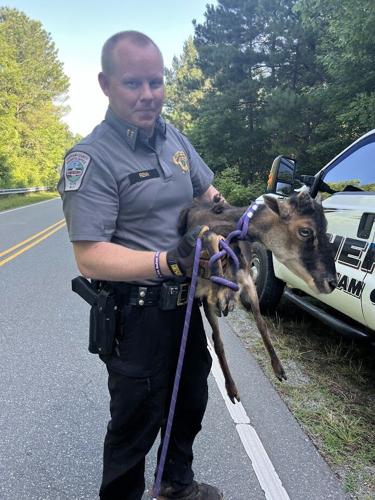 Chatham sheriff to auction eight stray sheep | Archives | sanfordherald.com
