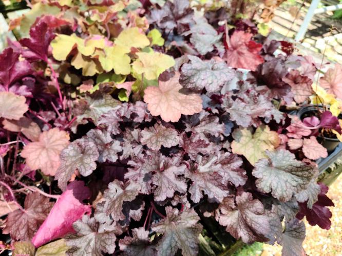 GARDEN GUIDE: Jewel-toned foliage: Heucheras light up the garden ...