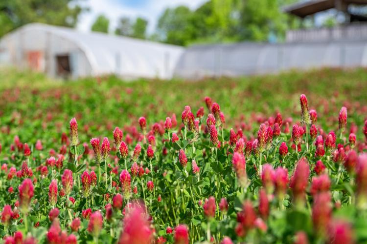 CCCC alumna runs unique nursery in Chatham County | Archives ...