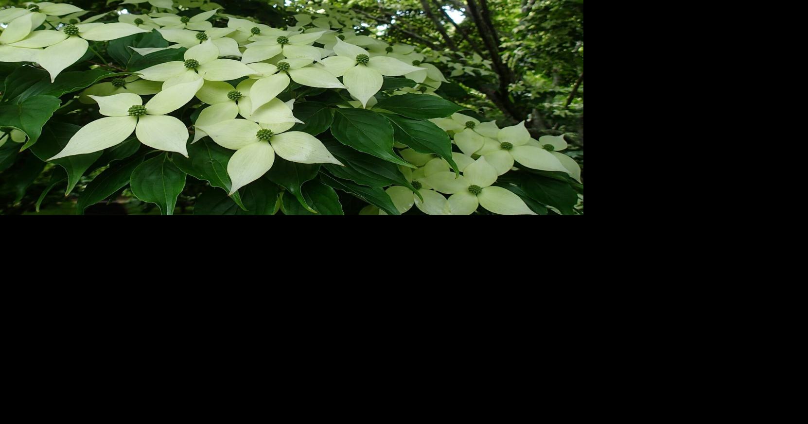 GARDEN GUIDE: New names for old friends?: Flowering dogwood, Cornus ...