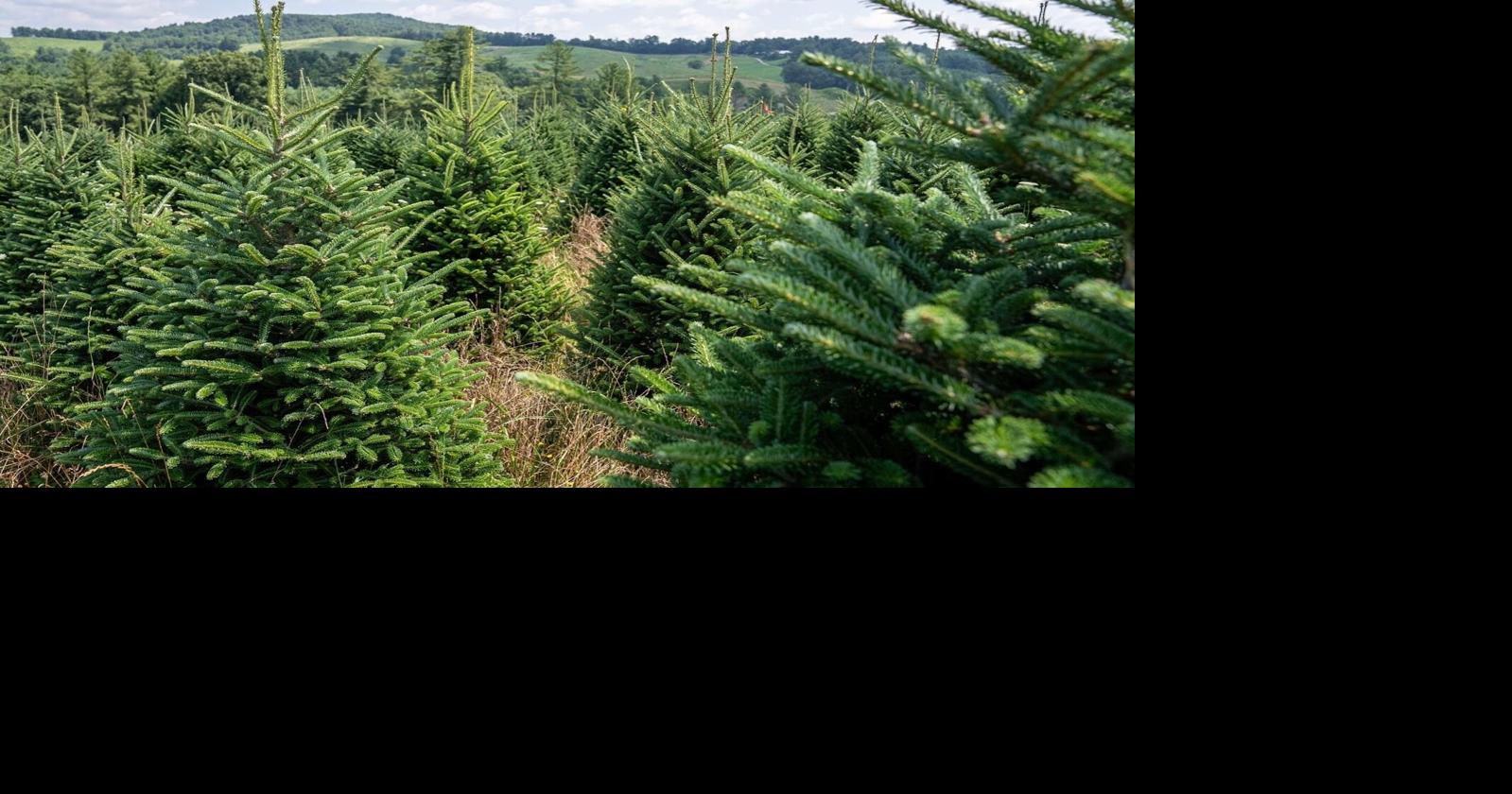 EXTENSION NEWS: The importance and benefits of locally-grown Christmas ...