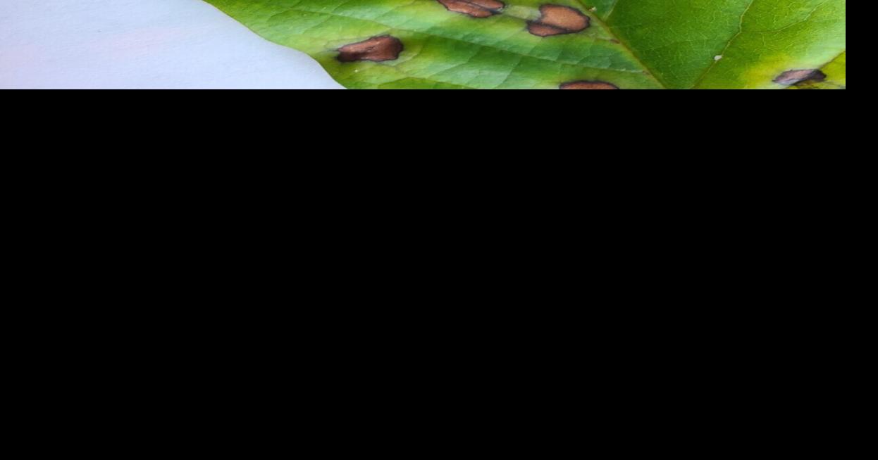 GARDEN GUIDE: Spots on my leaves: Phyllosticta species in the landscape ...