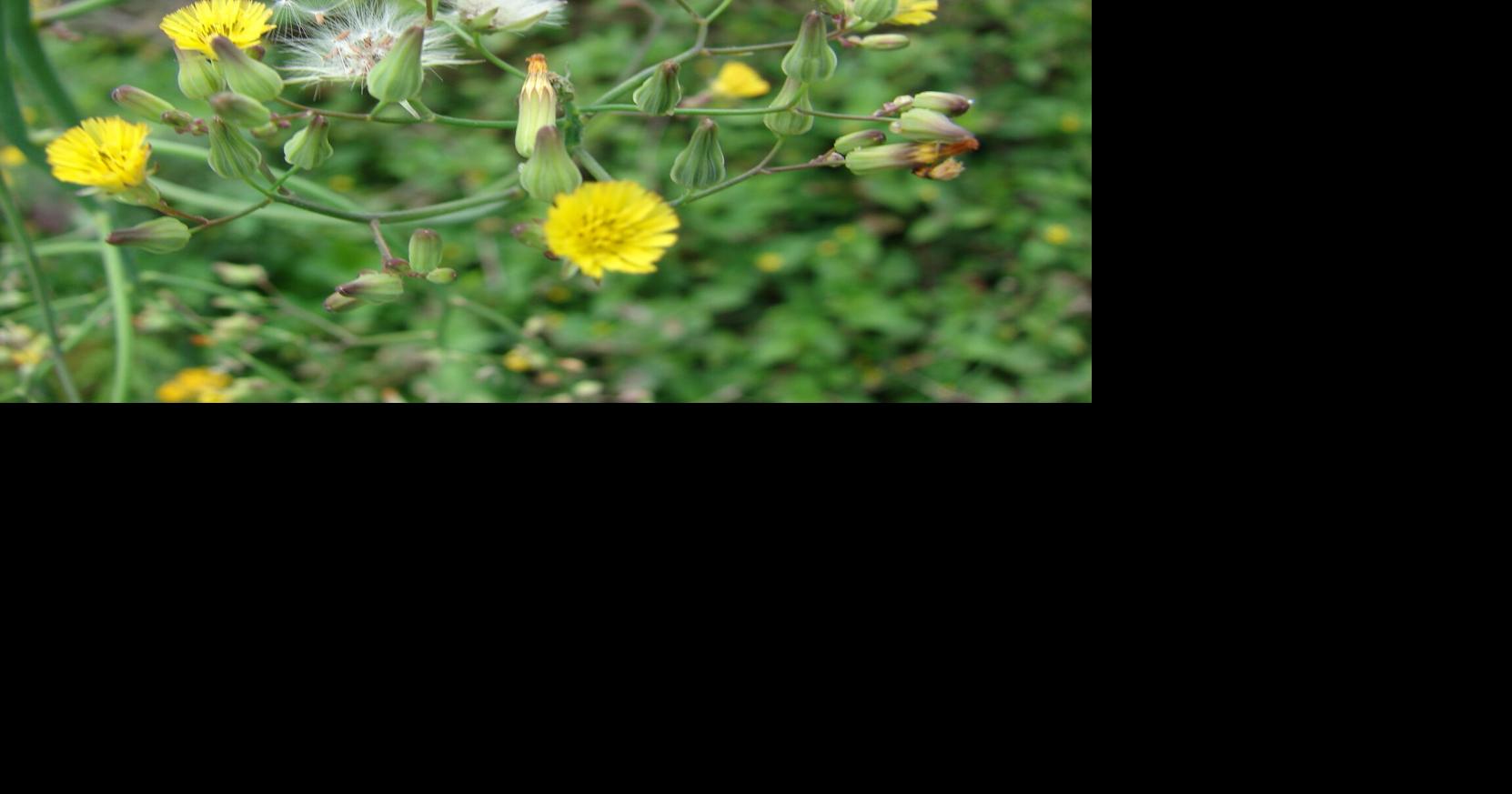GARDEN GUIDE: BOLO: Hawksbeard, Youngia japonica, is a terribly ...