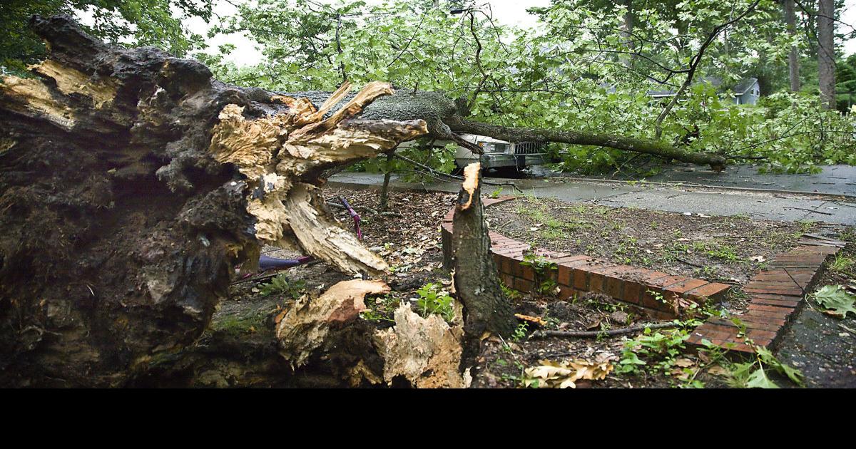 Powerful storm topples trees | News | sanfordherald.com