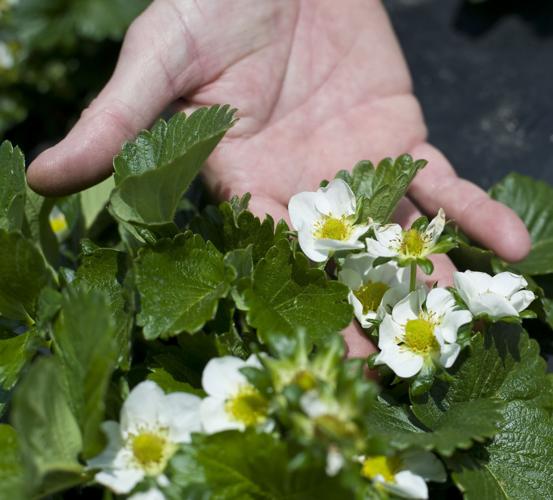 Weather to blame for late start to strawberry season | Archives ...