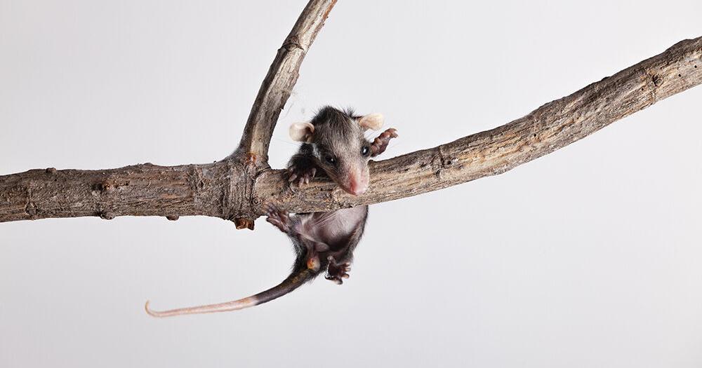 BOLTON: Ed and his possum, Dude | Archives | sanfordherald.com