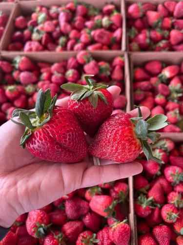 Sweetest strawberries attract visitors to Buchanan Farms | Archives ...