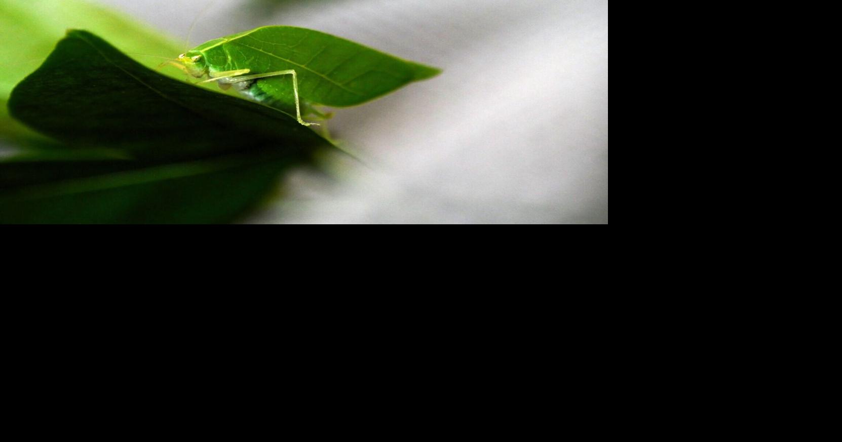 Insect uses its leaf-like camouflage to attract potential mates | News ...