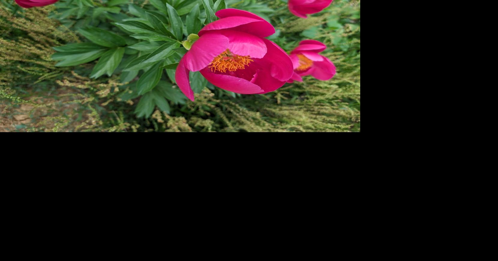 GARDEN GUIDE: Plant your peonies in the fall and other Southern peony ...