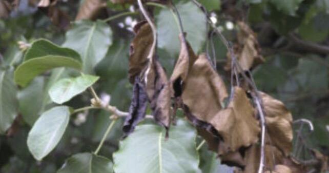 GARDEN GUIDE: What is burning up my pear trees? | Archives ...