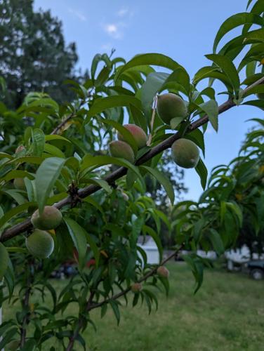 GARDEN GUIDE: THE KINDEST CUT: Why your fruit trees need fruit removed ...