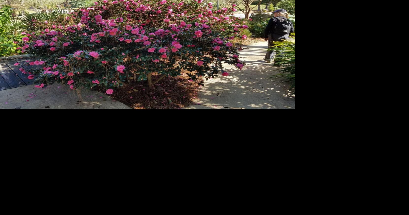 GARDEN GUIDE: Privacy Hedges: How we should use plants to hide ...