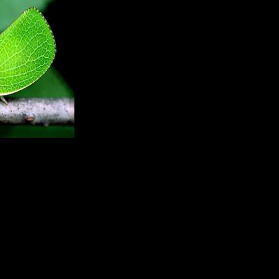 GARDEN GUIDE: What is a planthopper? | Archives | sanfordherald.com