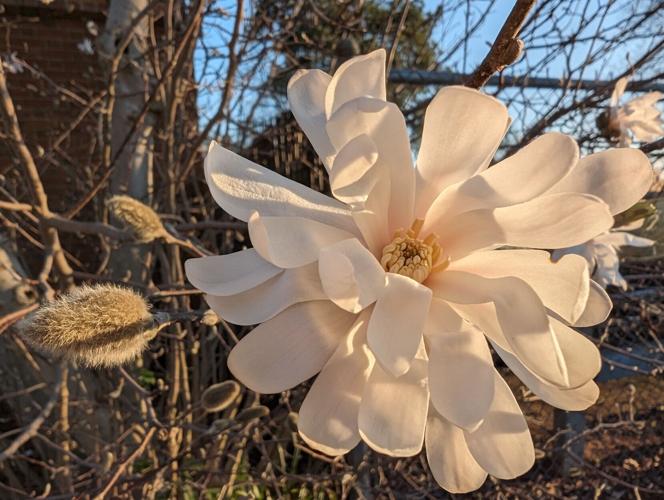 GARDEN GUIDE: Floating Saucers- The Gift of Winter-Flowering Magnolias ...
