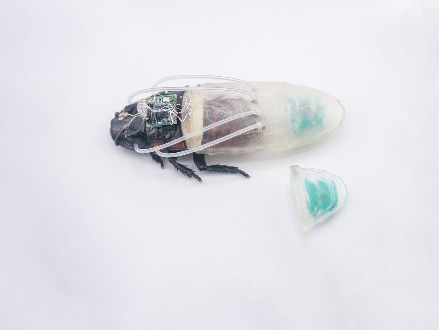 ‘Cyborg cockroaches’ get diving suits for rescue missions | News ...